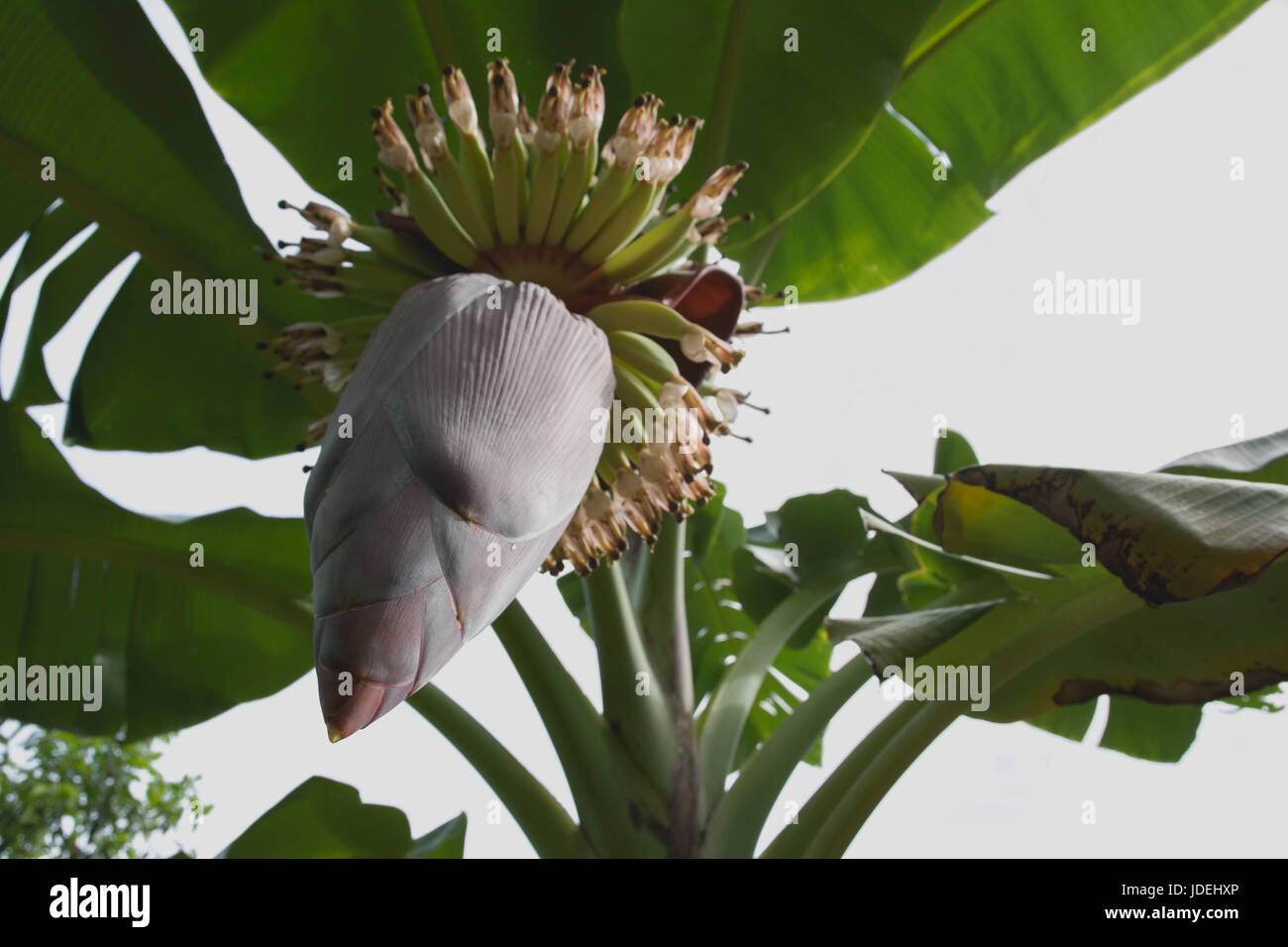 Bananas grow in tree hi-res stock photography and images - Alamy