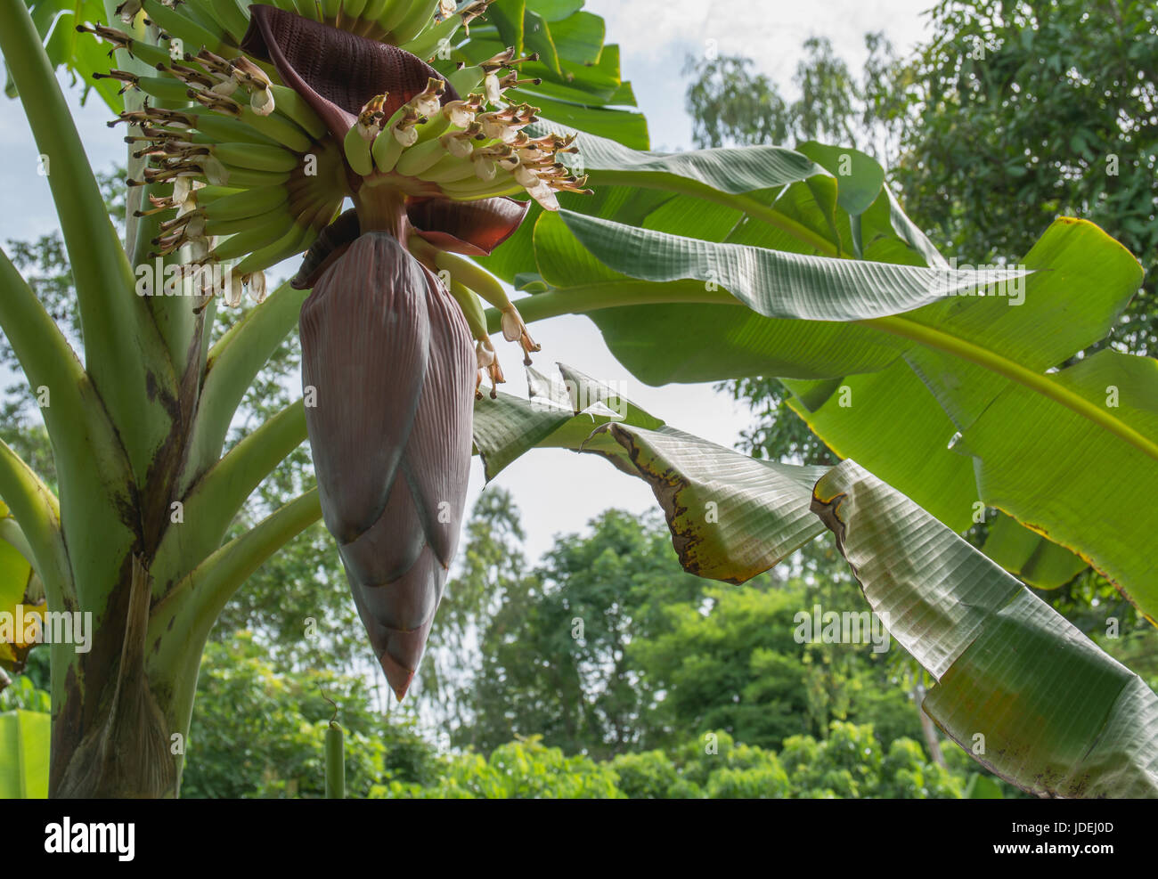 Banana trees ripe hi-res stock photography and images - Alamy