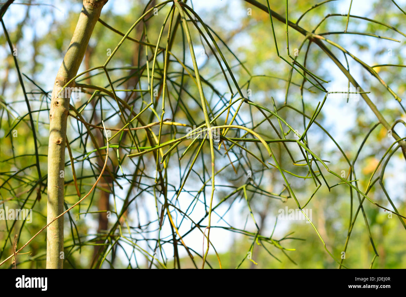 Euphorbia tirucalli tree Stock Photo - Alamy