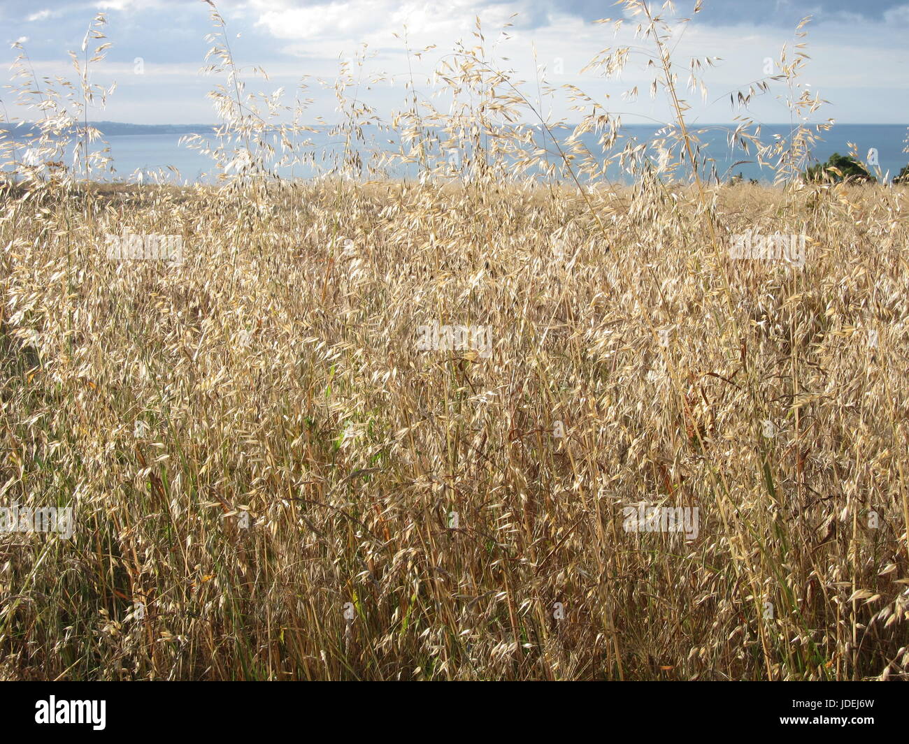 A field of oat Stock Photo - Alamy