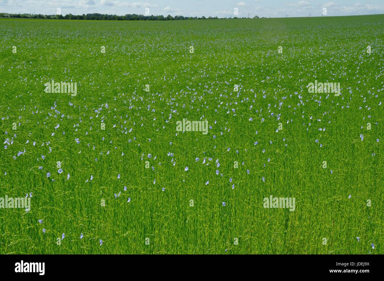 Flowering flax field Stock Photo - Alamy