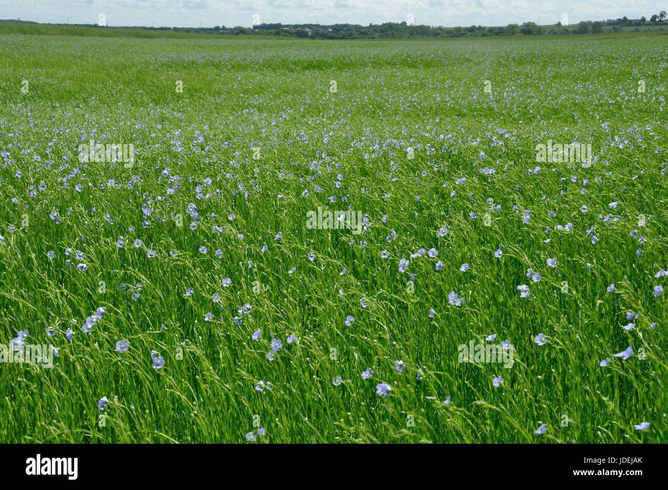 Flowering flax field Stock Photo - Alamy