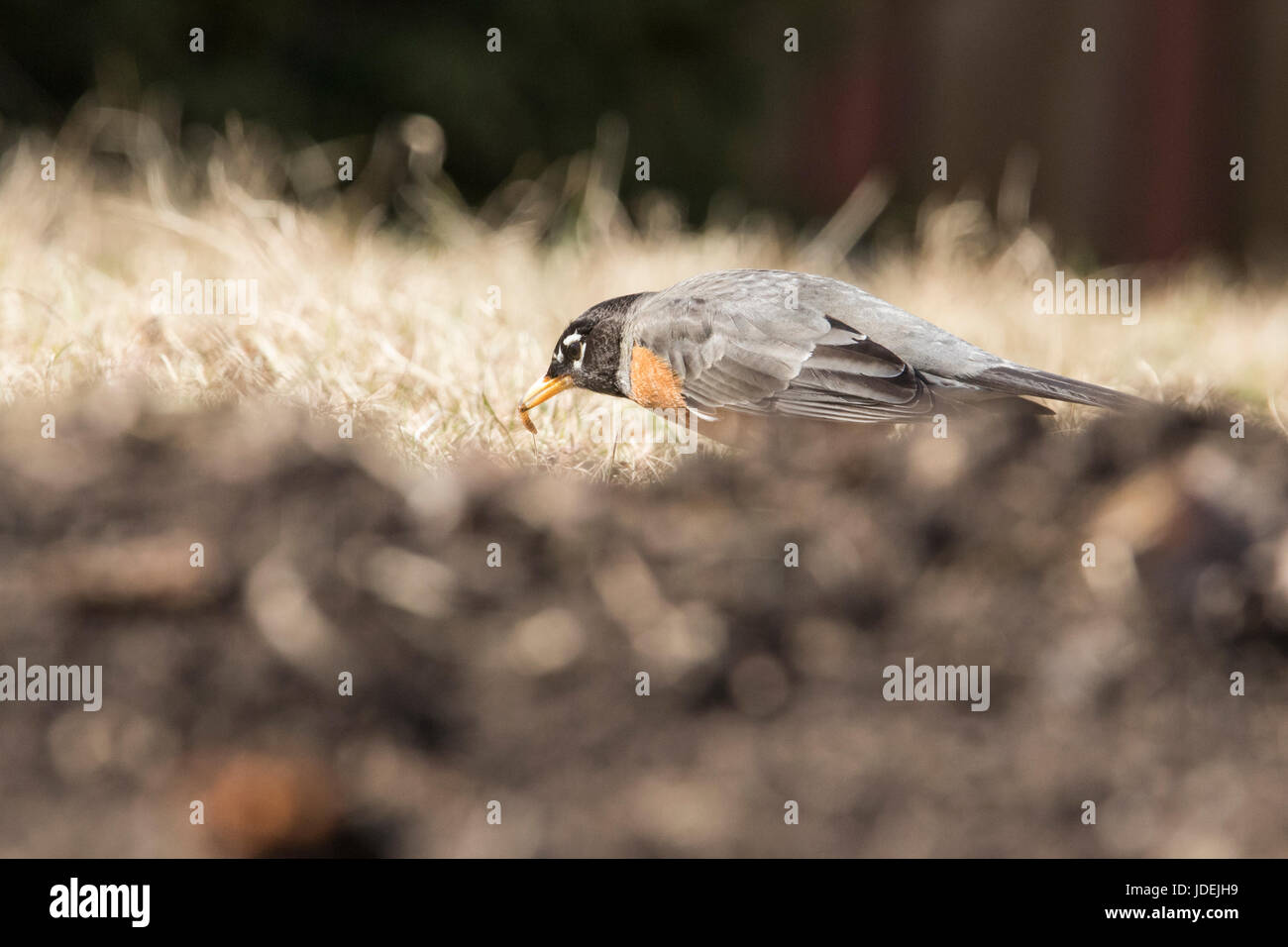 American robin in spring Stock Photo - Alamy