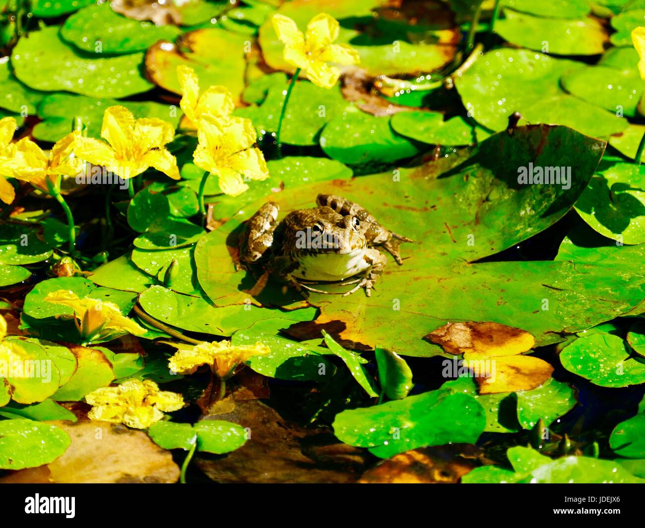 European edible frog resting on a lily pad in path of overhead ...