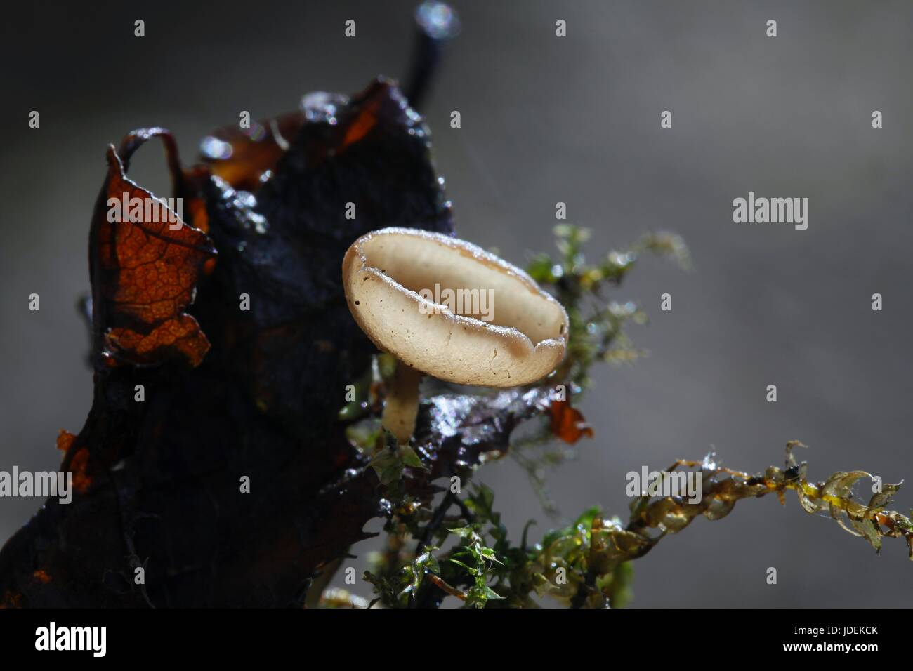 Alder Goblet, Ciboria caucus Stock Photo - Alamy