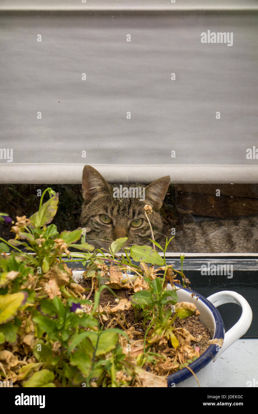 Cat amsterdam window hi-res stock photography and images - Alamy
