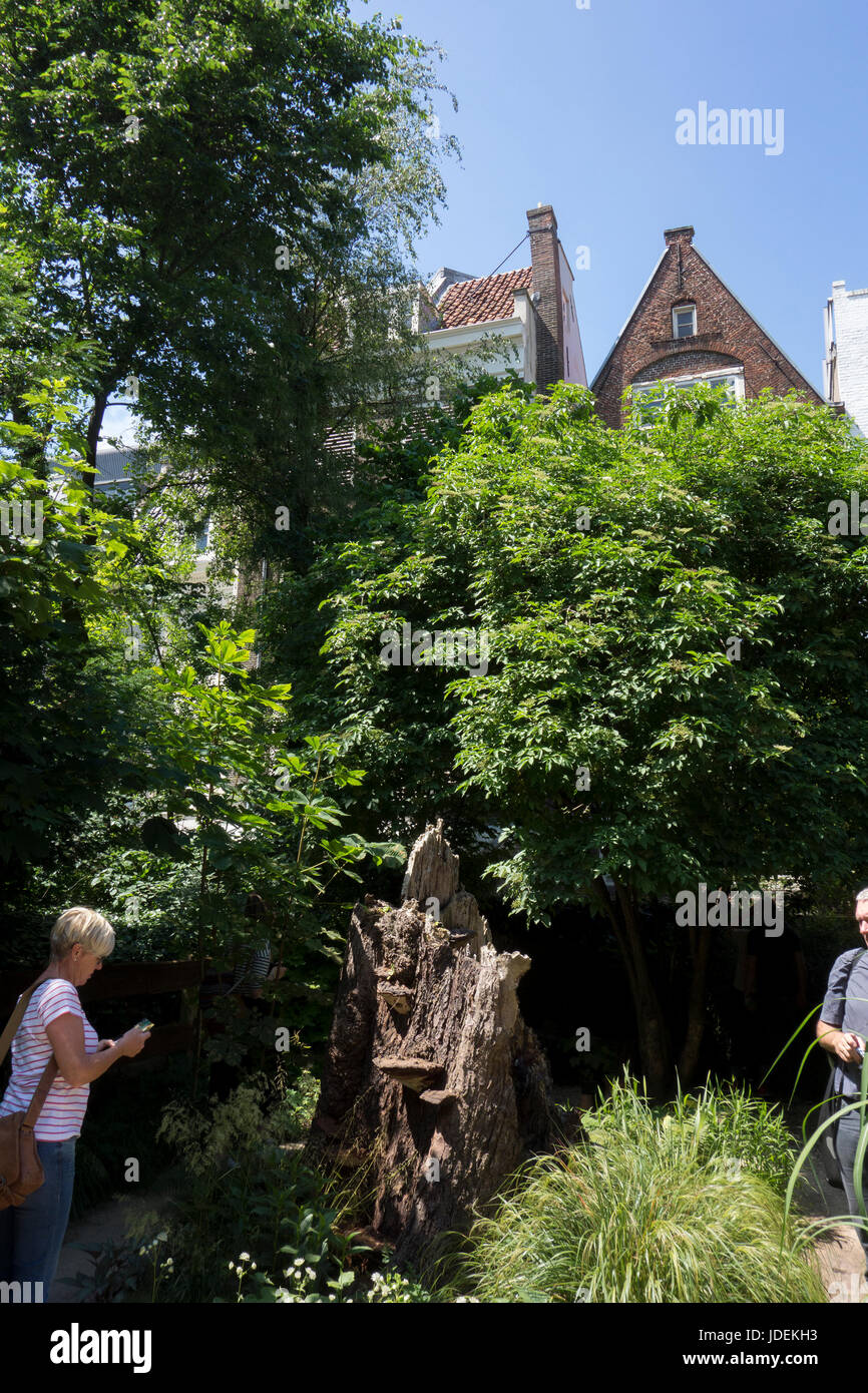 Anne Frank tree Stock Photo - Alamy
