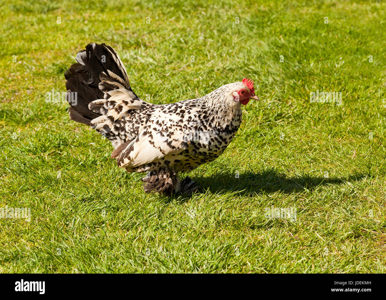 Dutch booted bantam hi-res stock photography and images - Alamy