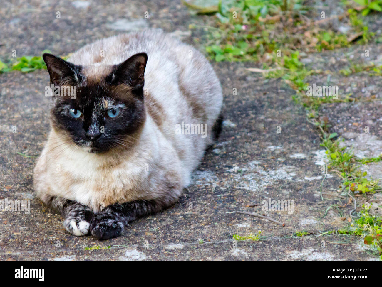 Sheba Cat Breed