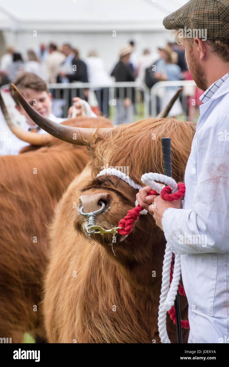 Red hairy cows hi-res stock photography and images - Alamy