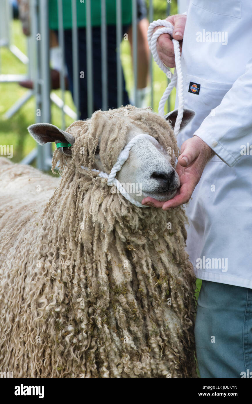 Longwool hi-res stock photography and images - Alamy