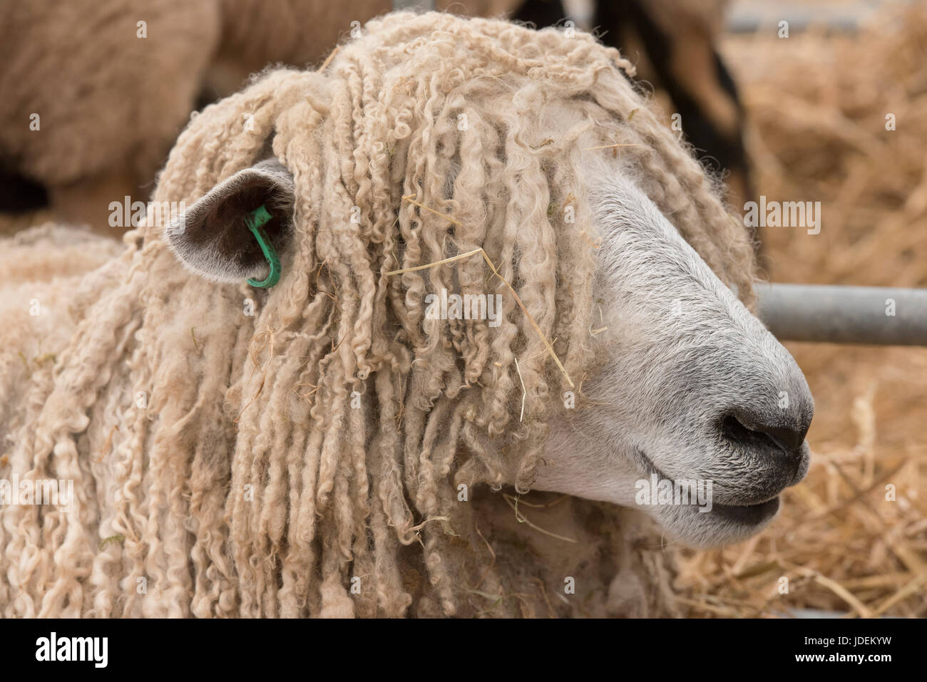 Longwool hi-res stock photography and images - Alamy