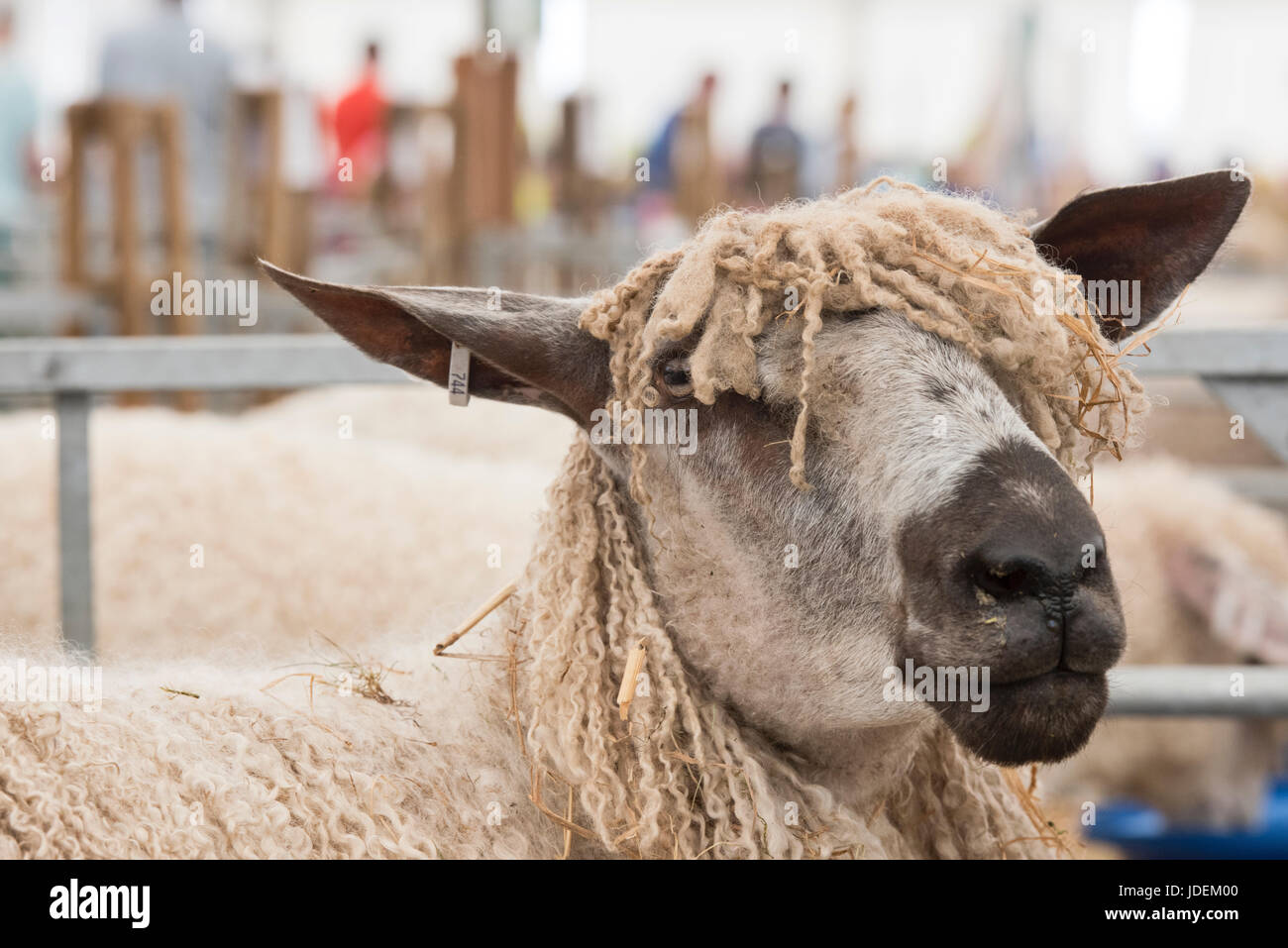 Ovis aries. Teeswater sheep on show at an Agricultural show. UK Stock ...