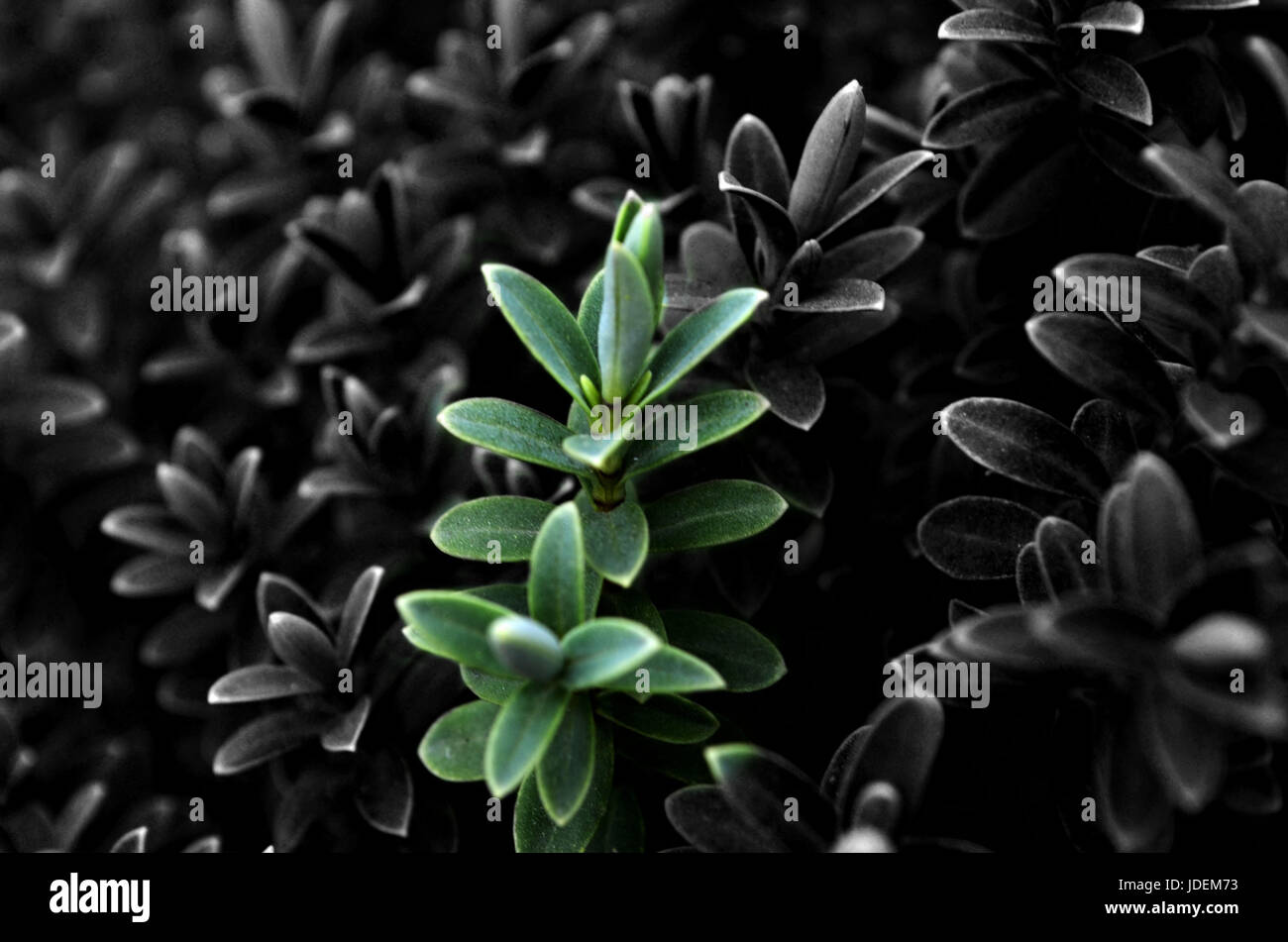 Only plants hi-res stock photography and images - Alamy