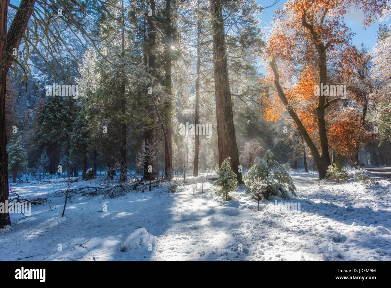 First Snow, morning light Stock Photo - Alamy