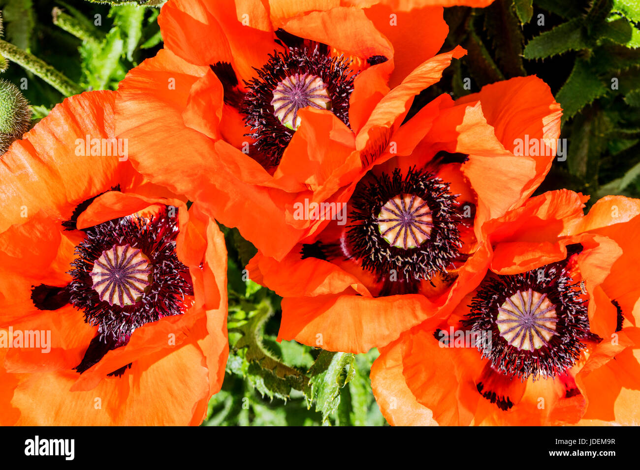 Orange red color poppies in full bloom; Papaveroideae; Papaveraceae ...