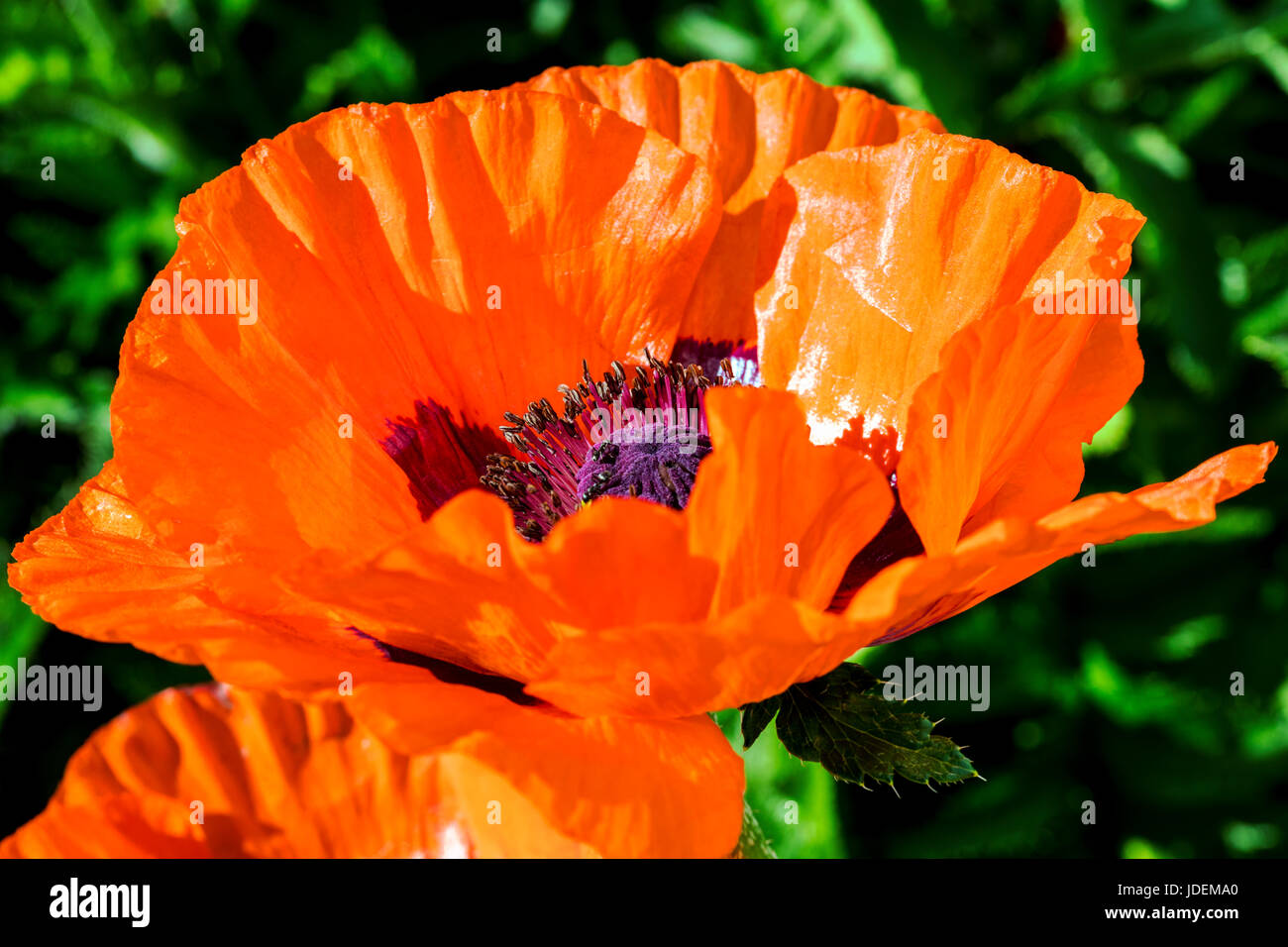 Orange red color poppies in full bloom; Papaveroideae; Papaveraceae ...