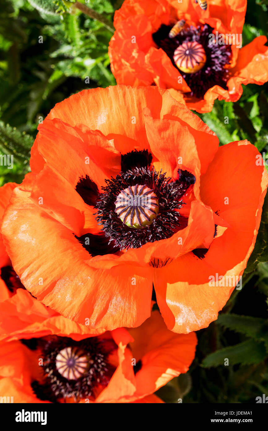 Orange red color poppies in full bloom; Papaveroideae; Papaveraceae ...
