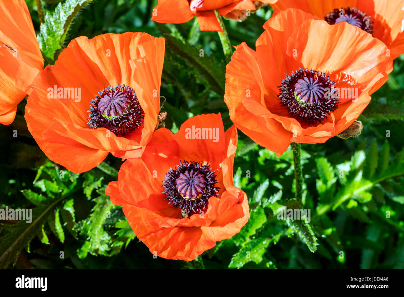Orange red color poppies in full bloom; Papaveroideae; Papaveraceae ...