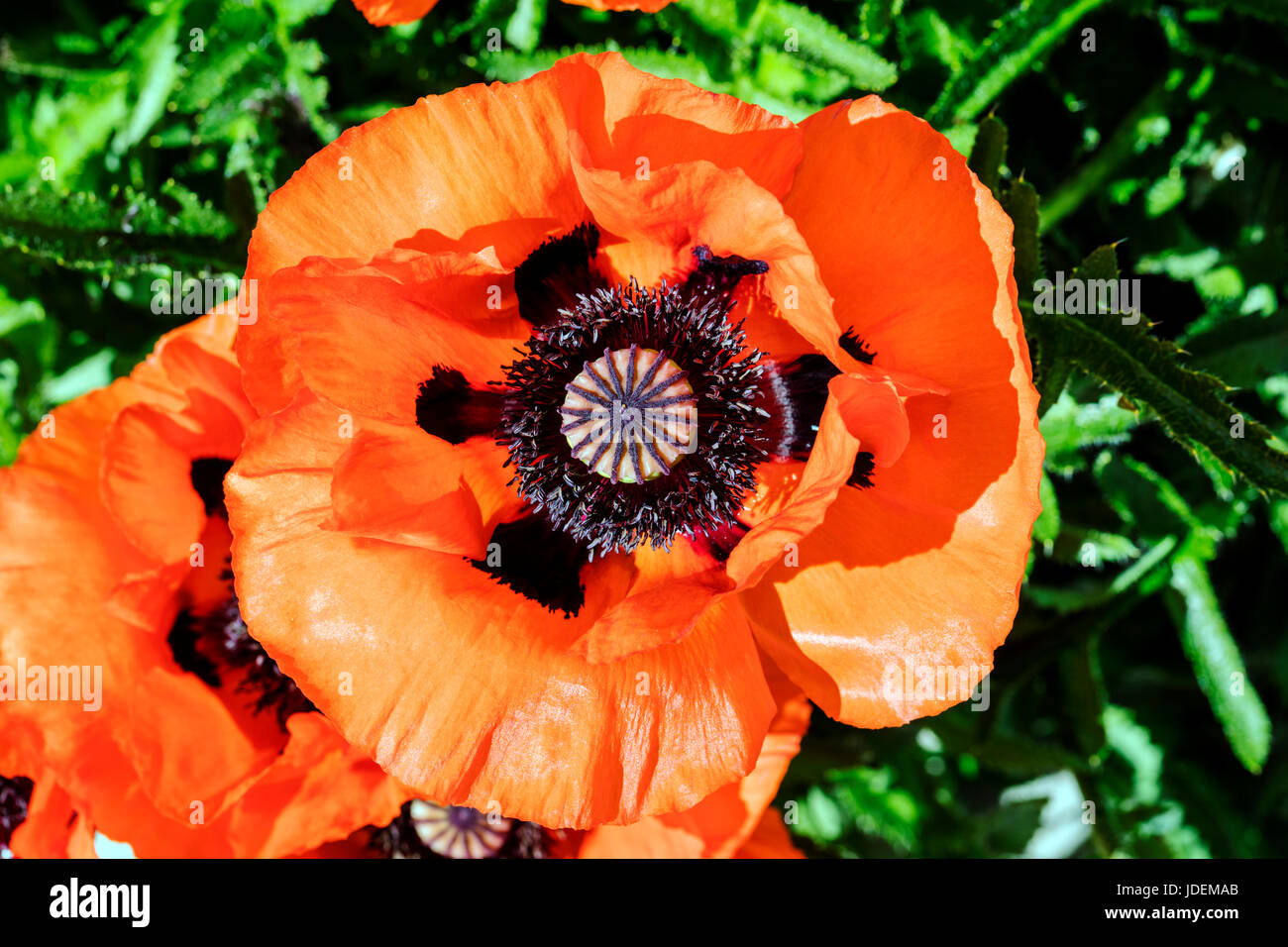 Orange red color poppies in full bloom; Papaveroideae; Papaveraceae ...
