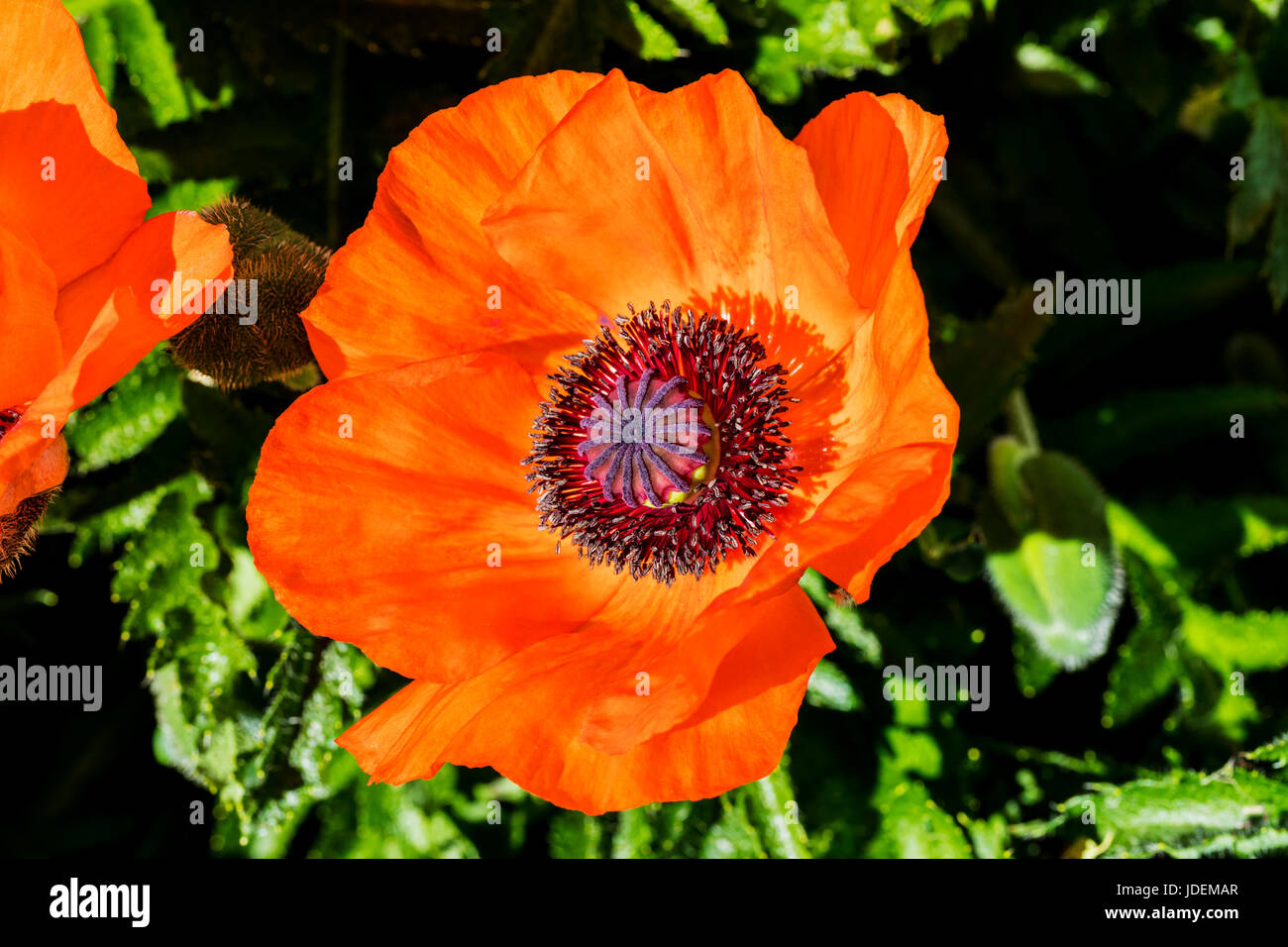 Orange red color poppies in full bloom; Papaveroideae; Papaveraceae ...