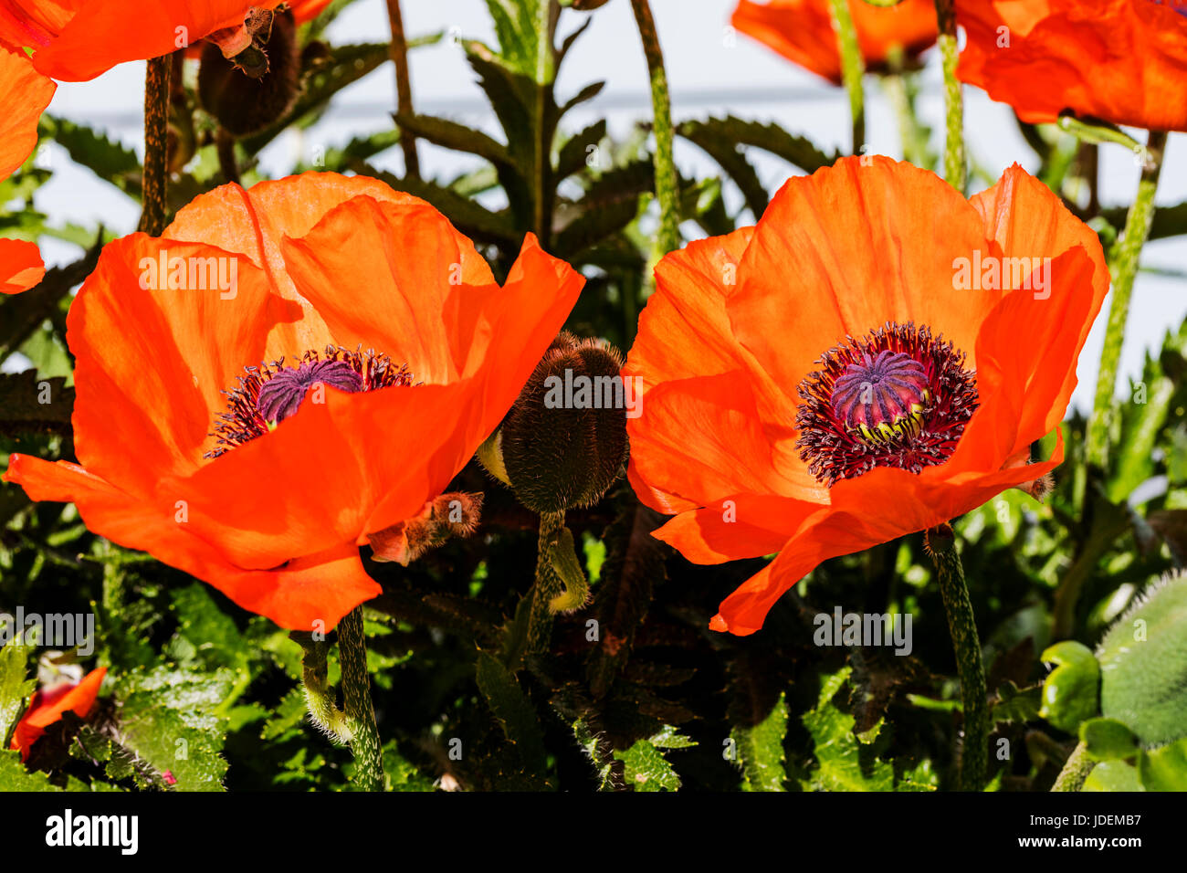 Orange red color poppies in full bloom; Papaveroideae; Papaveraceae ...