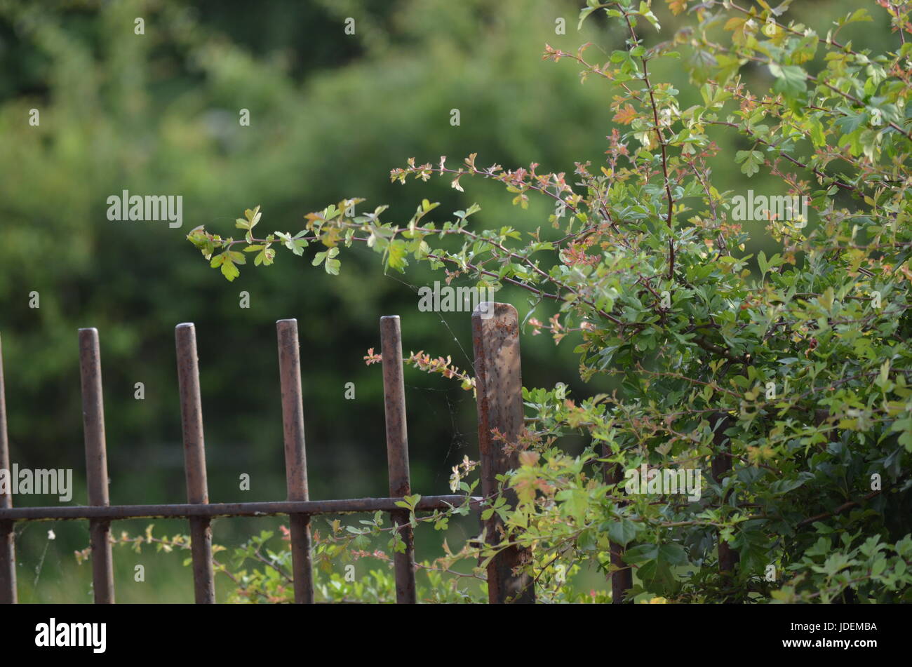 Natural fencing natural fence hi-res stock photography and images - Alamy