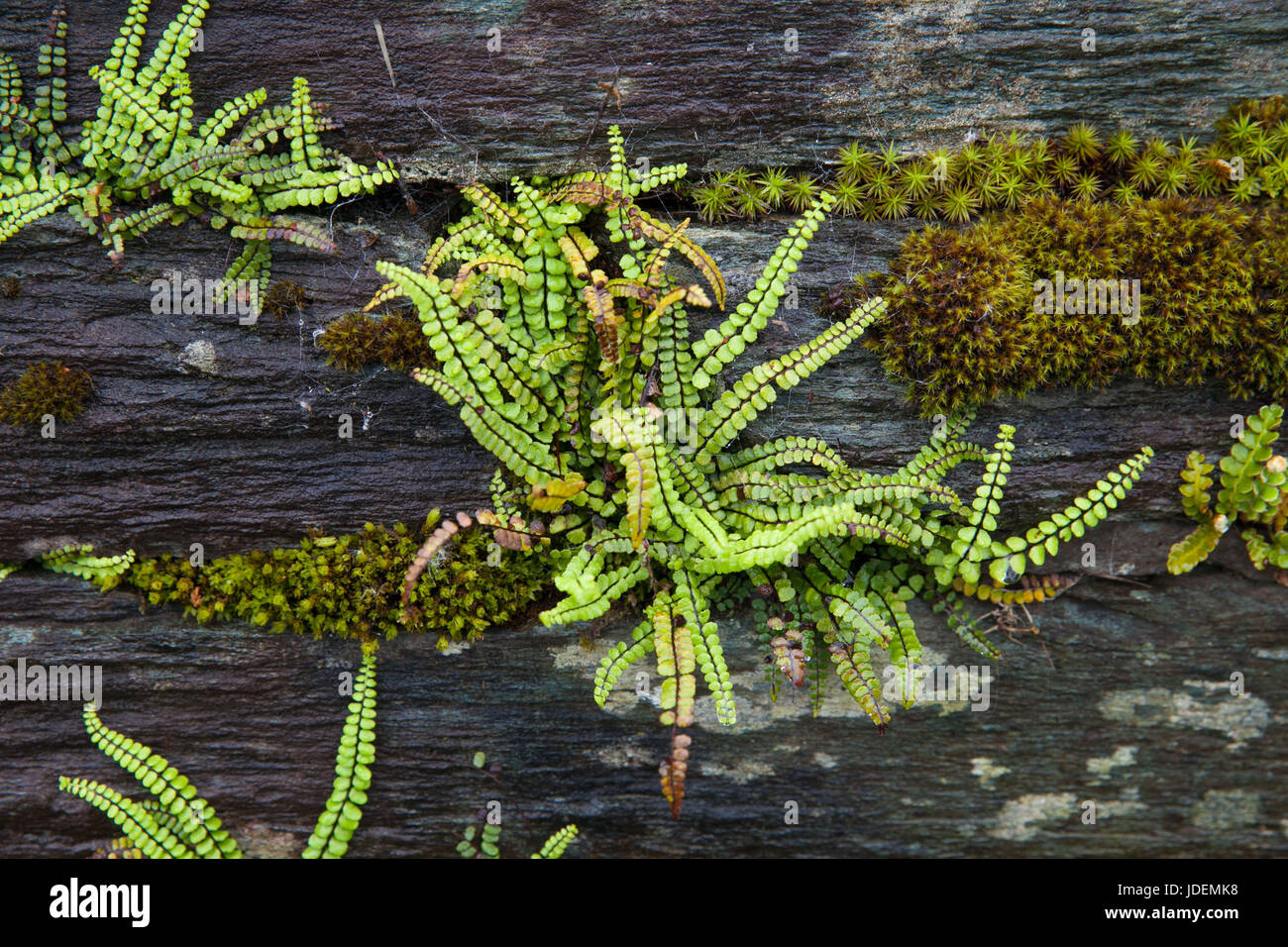 Close up of ferns growing in a stone wall Stock Photo - Alamy