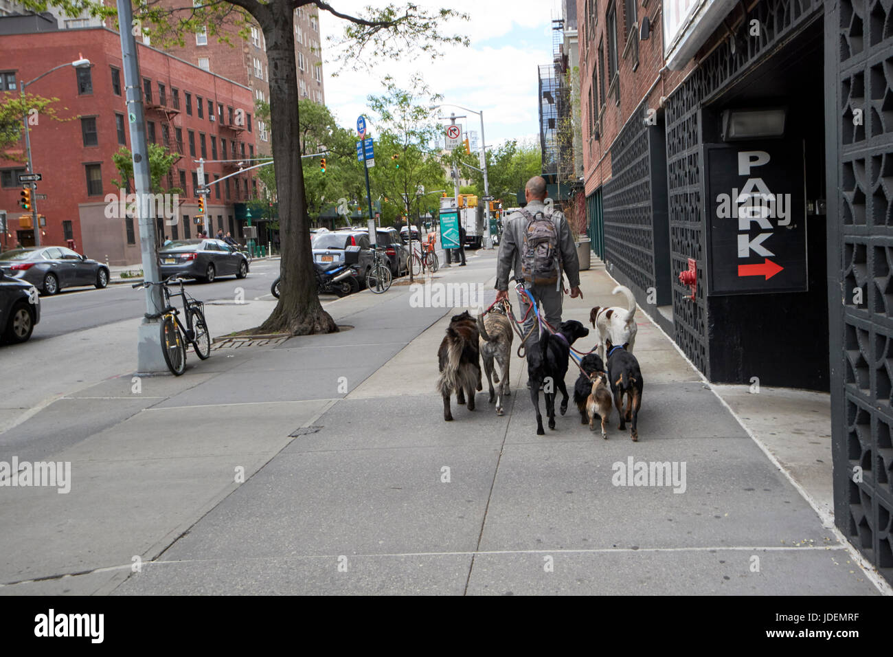 Pack of dogs hi-res stock photography and images - Alamy