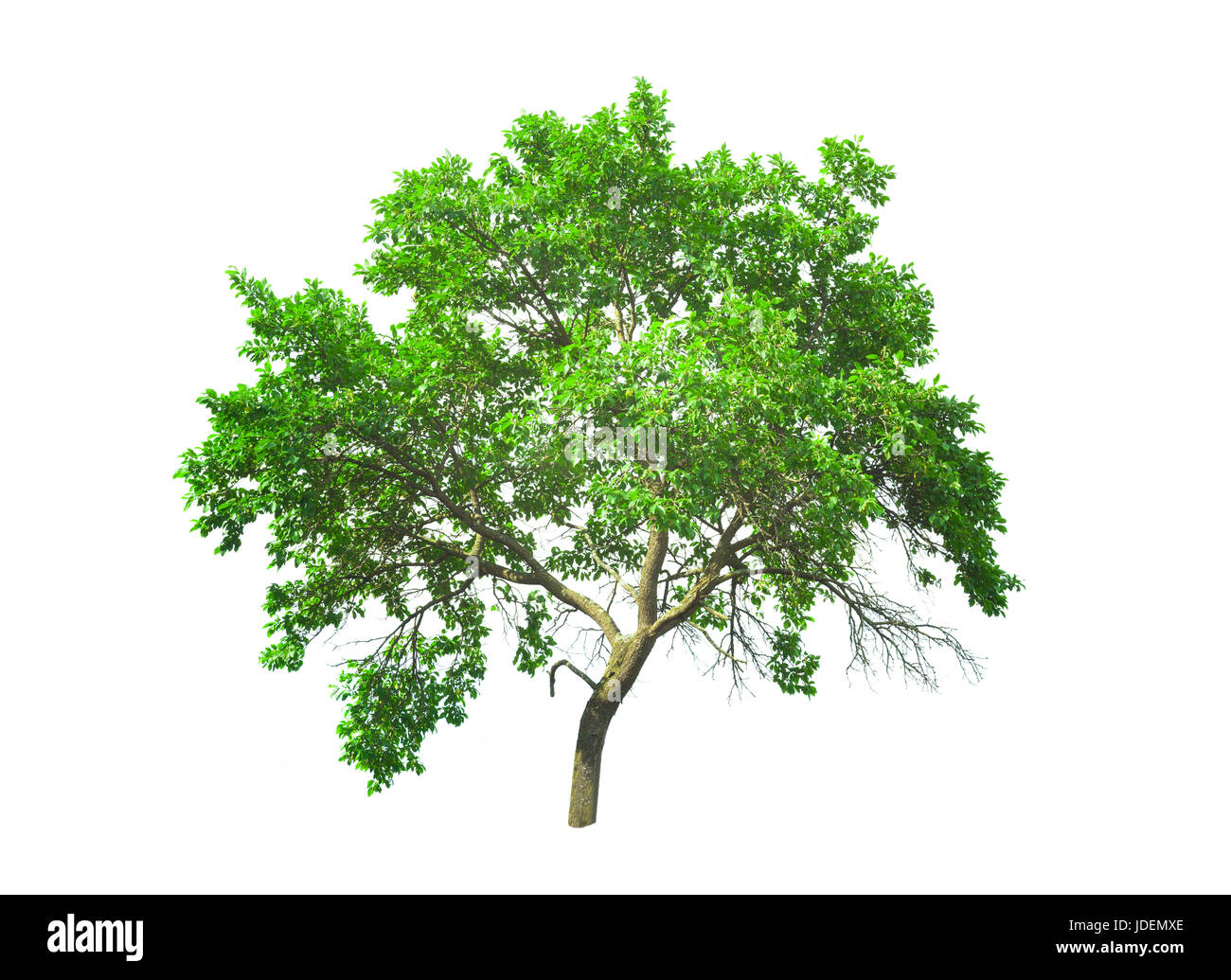 fresh green tree isolated on white background Stock Photo - Alamy