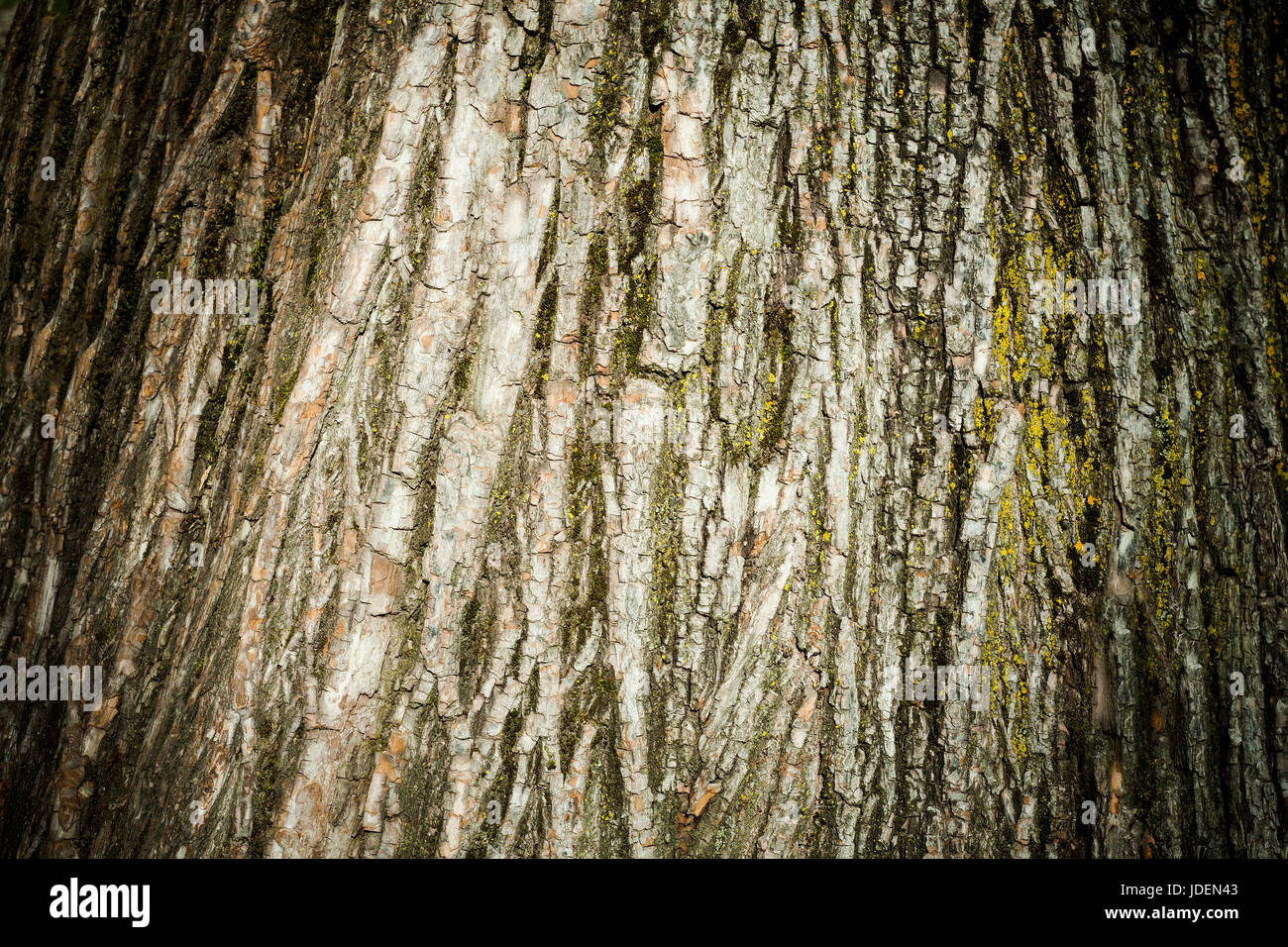 grunge pattern of old tree texture in nature Stock Photo - Alamy
