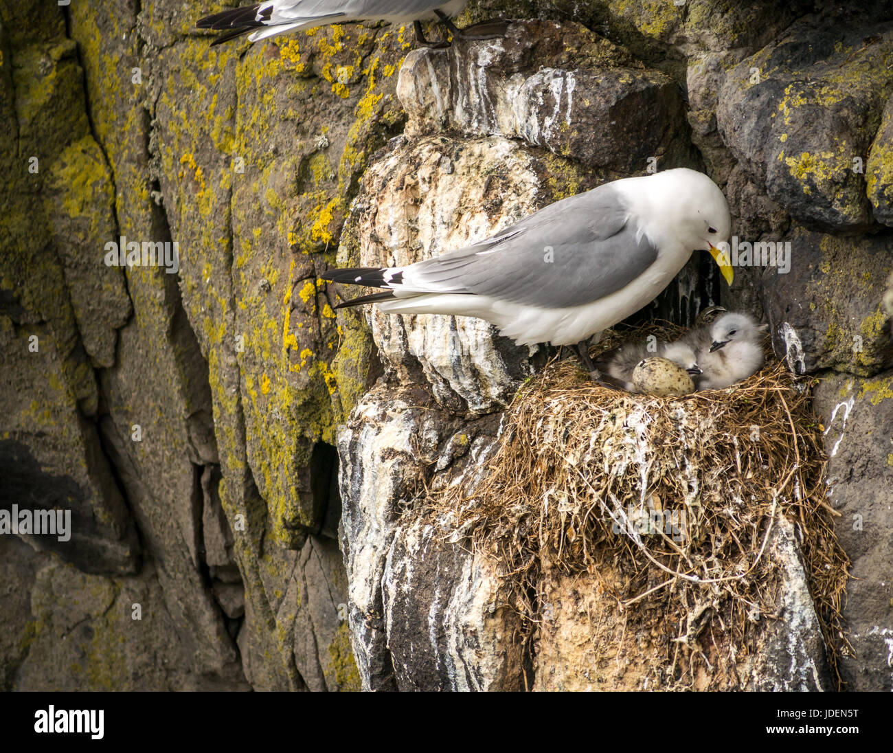Kittiwake chick hi-res stock photography and images - Alamy