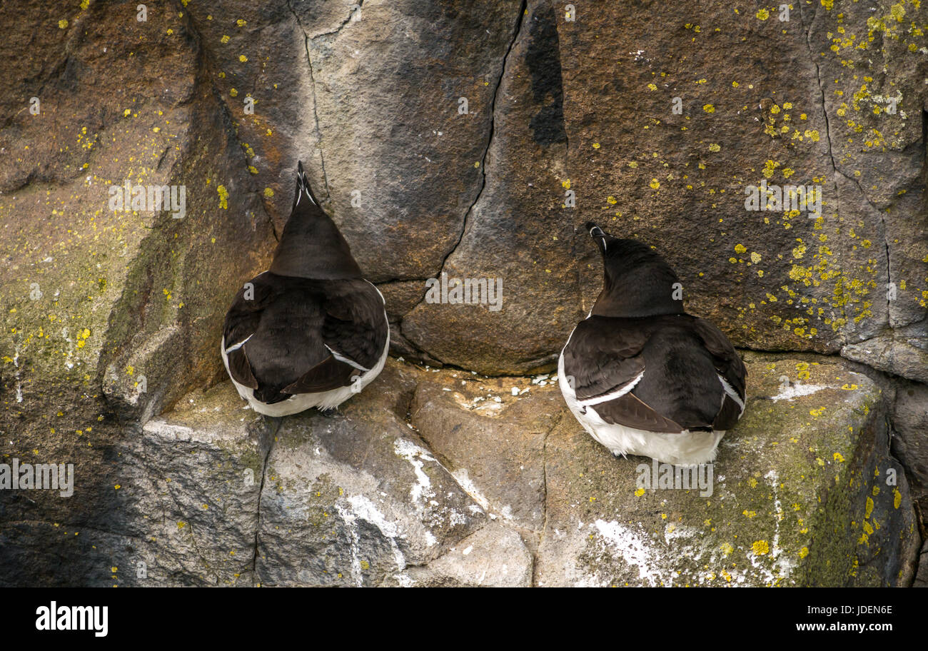 Cliff nesting birds hi-res stock photography and images - Alamy