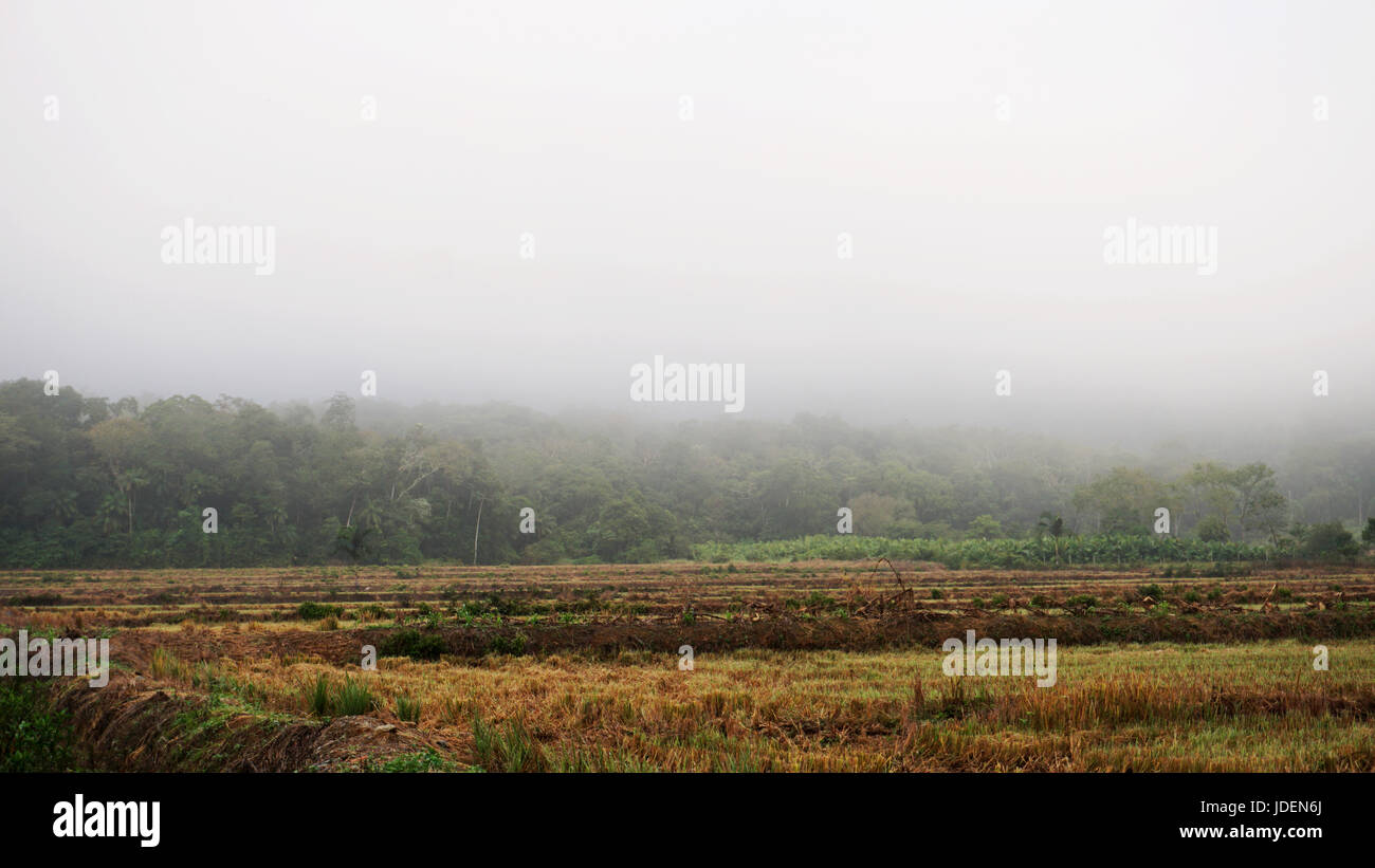 Dry winter plantation Stock Photo - Alamy