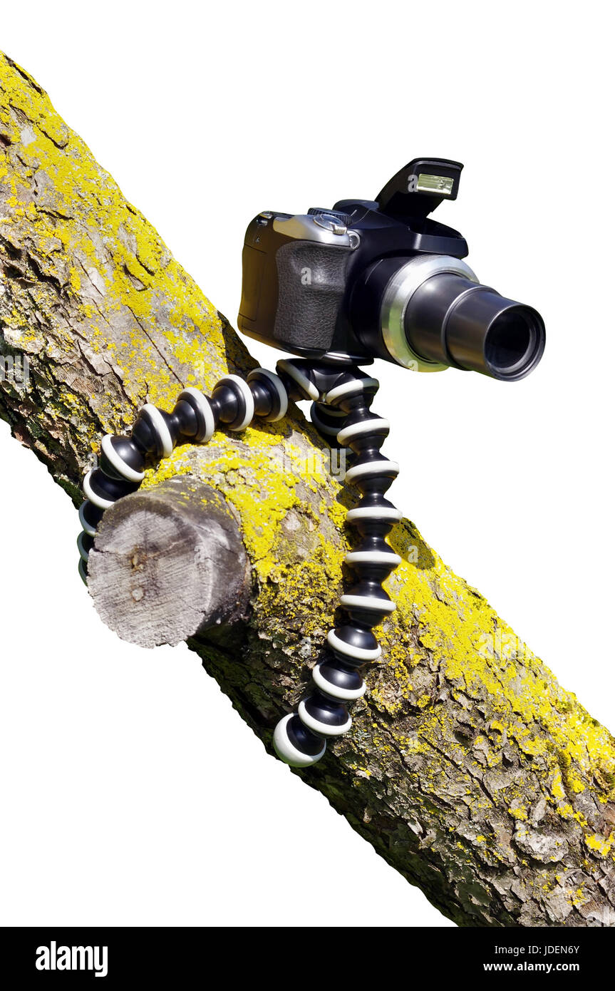 photo camera on a tree isolated on white Stock Photo - Alamy