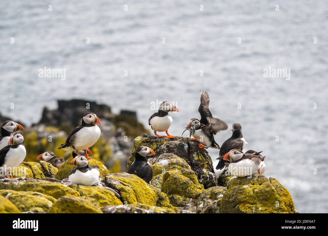 Puffins on a clifftop hi-res stock photography and images - Alamy