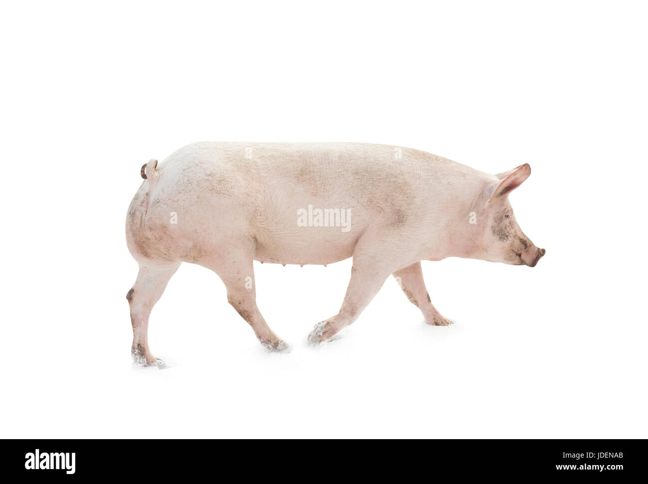 pig animal walking isolated on white Stock Photo - Alamy
