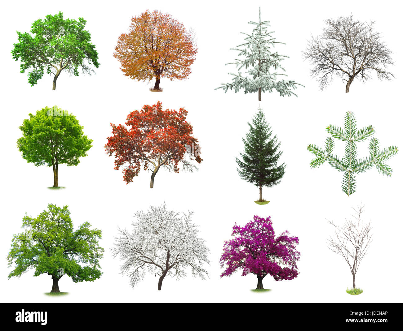 set of trees isolated on white background Stock Photo - Alamy