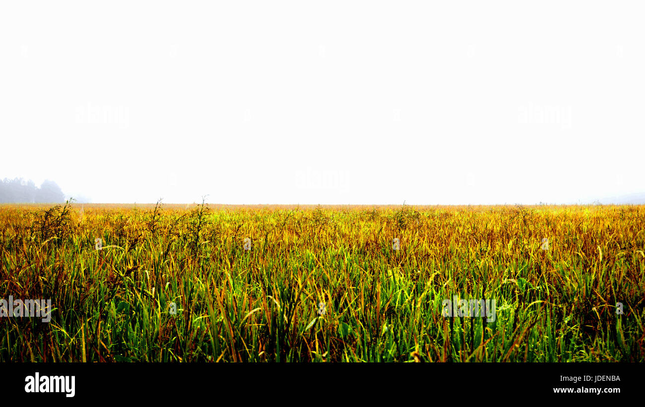 Winter rice plantation Stock Photo - Alamy