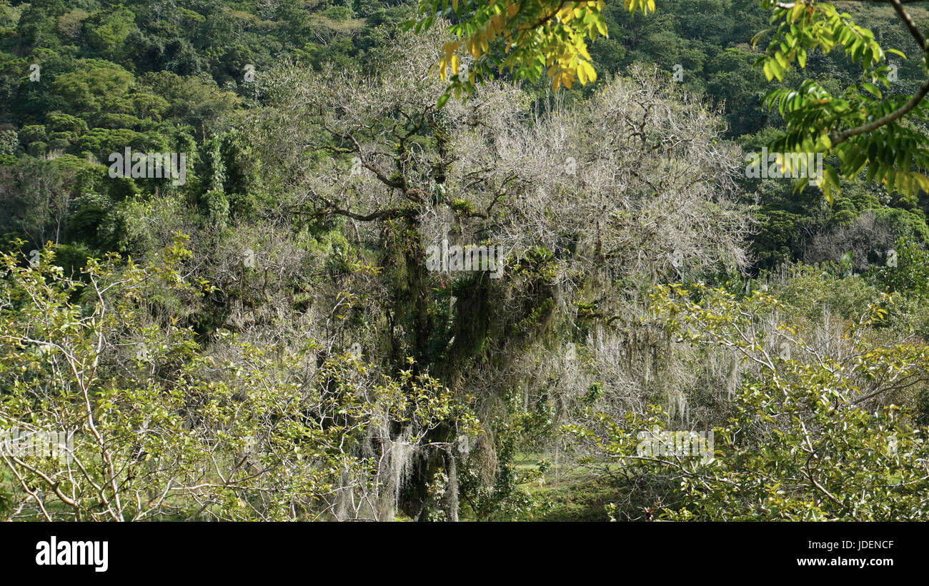 Big White Ancient Treebeard Stock Photo - Alamy