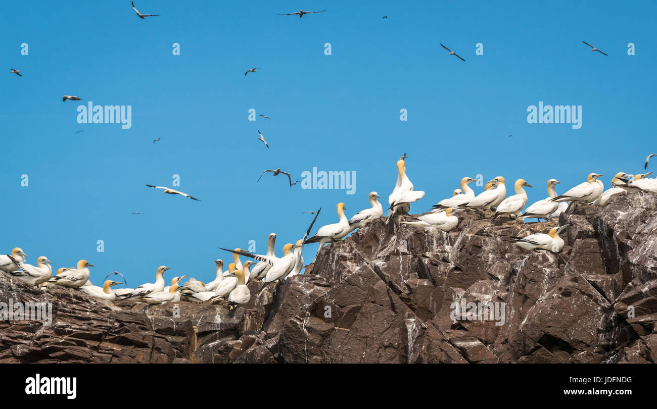 Cliff nesting birds hi-res stock photography and images - Alamy