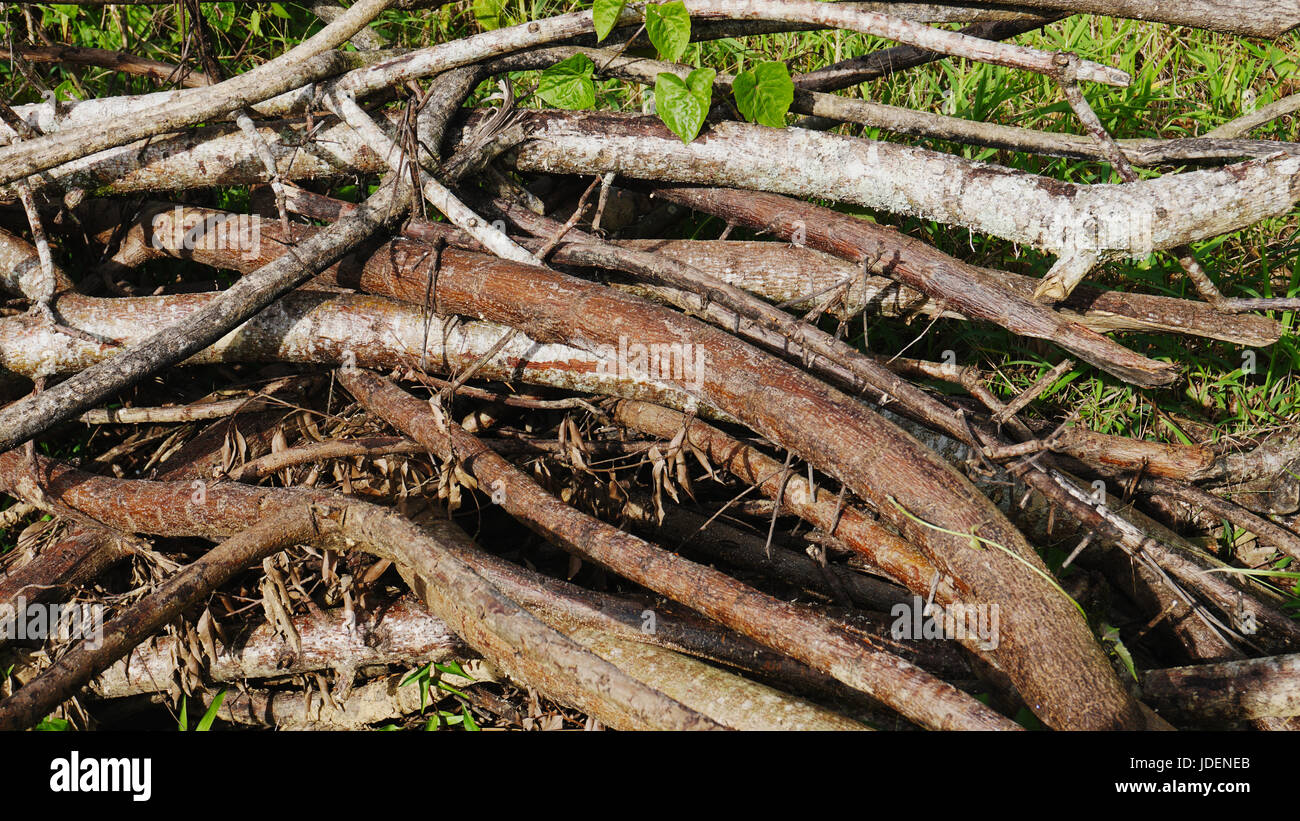 Trunks texture hi-res stock photography and images - Alamy