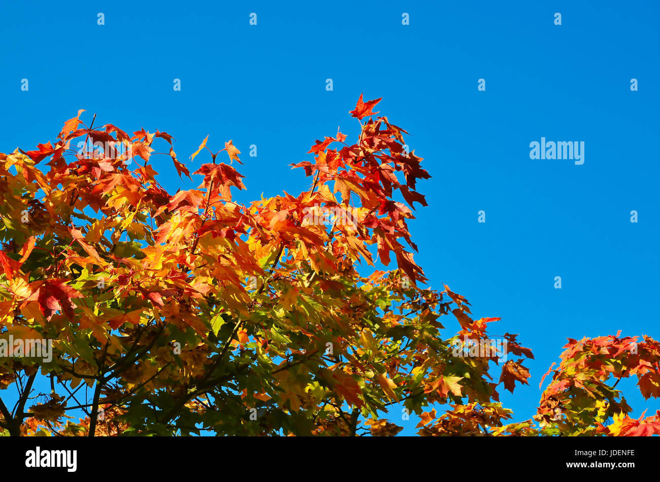 Autumn leaves changing colour, background Stock Photo - Alamy