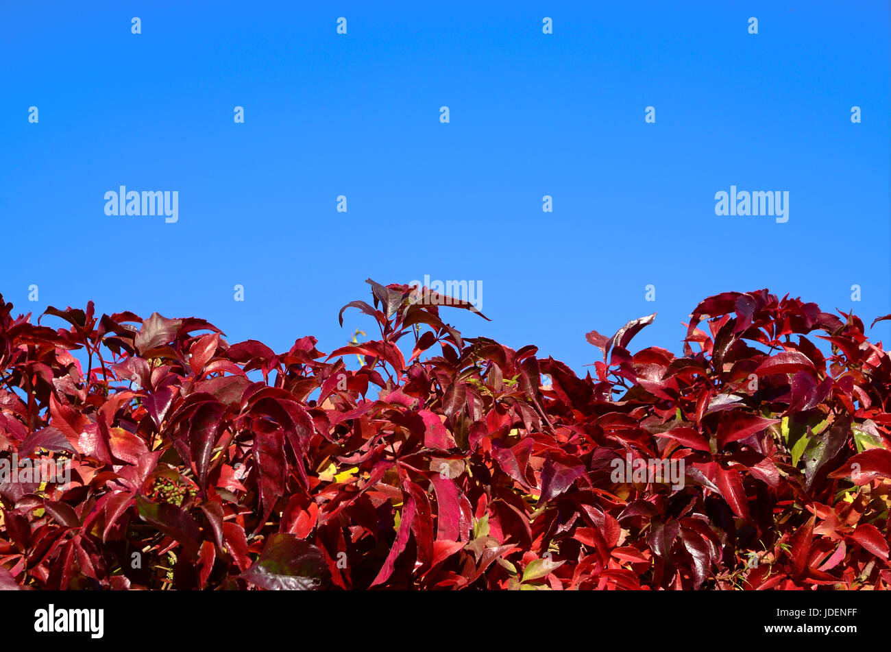 Autumn leaves changing colour, background Stock Photo - Alamy