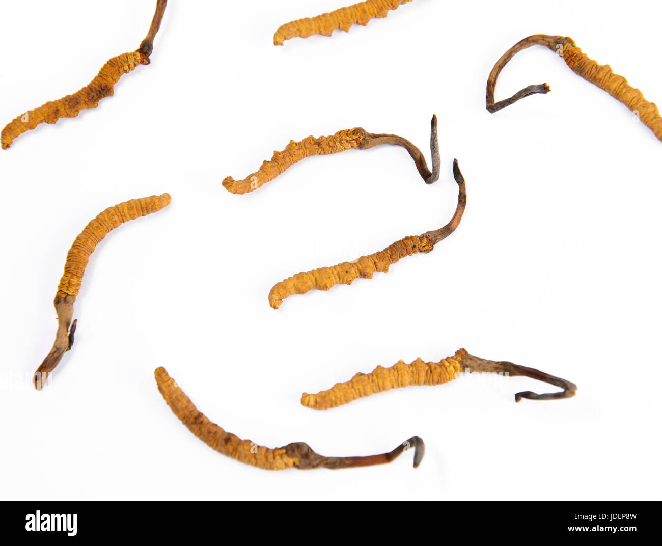 The caterpillar fungus Stock Photo - Alamy