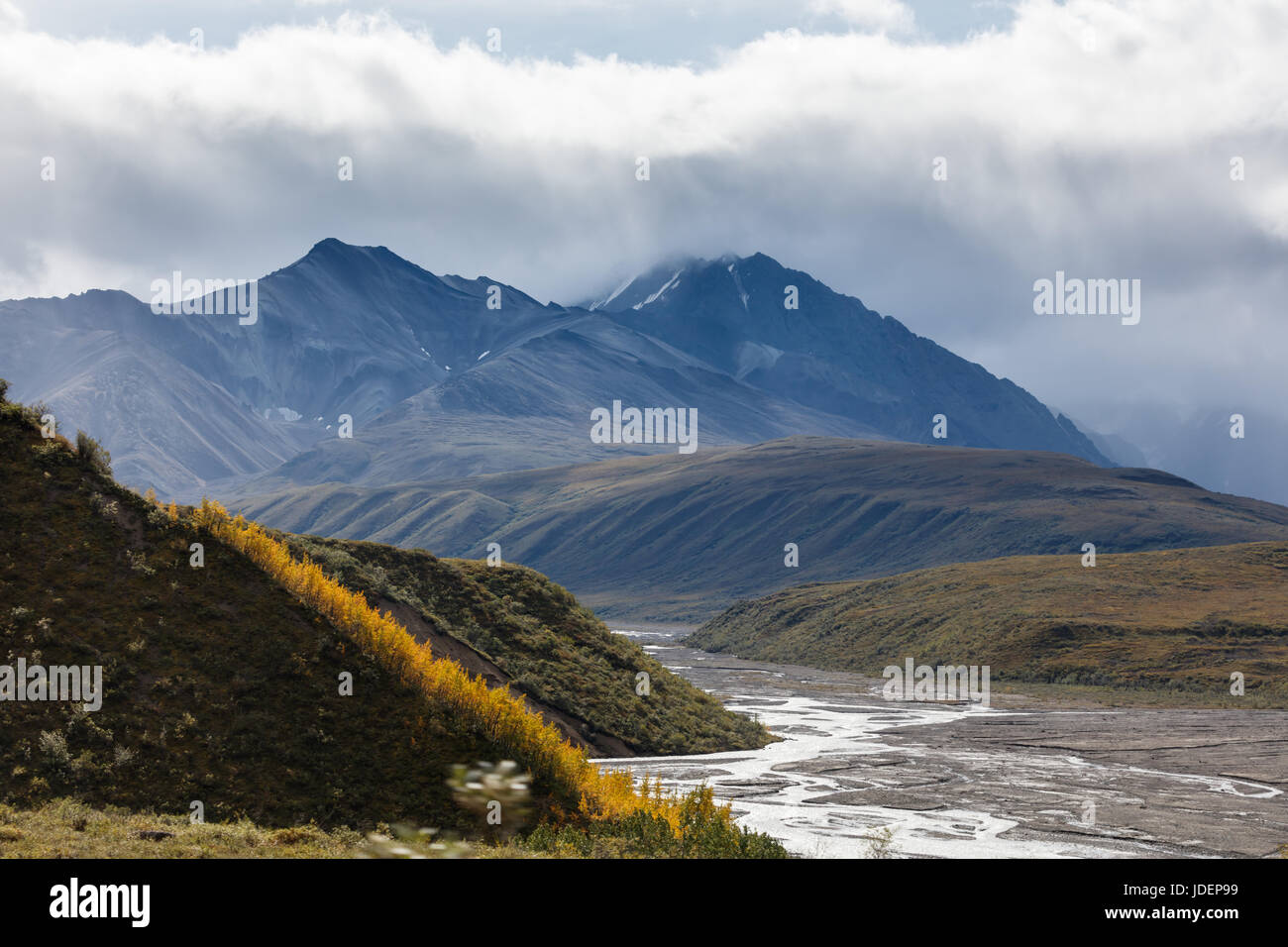 Line of yellow aspen trees rise from the braided river flowing below ...