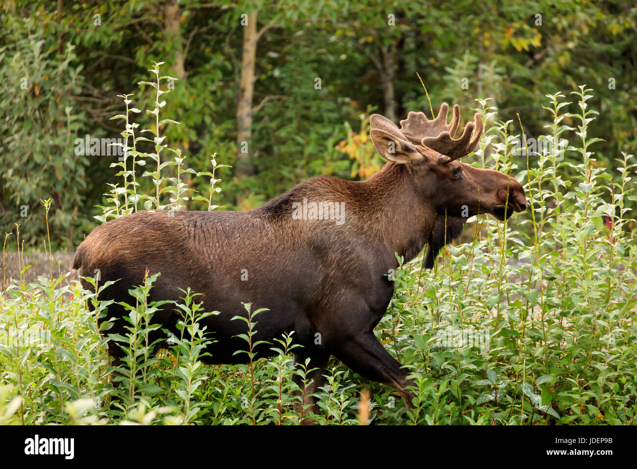 Male moose hi-res stock photography and images - Alamy