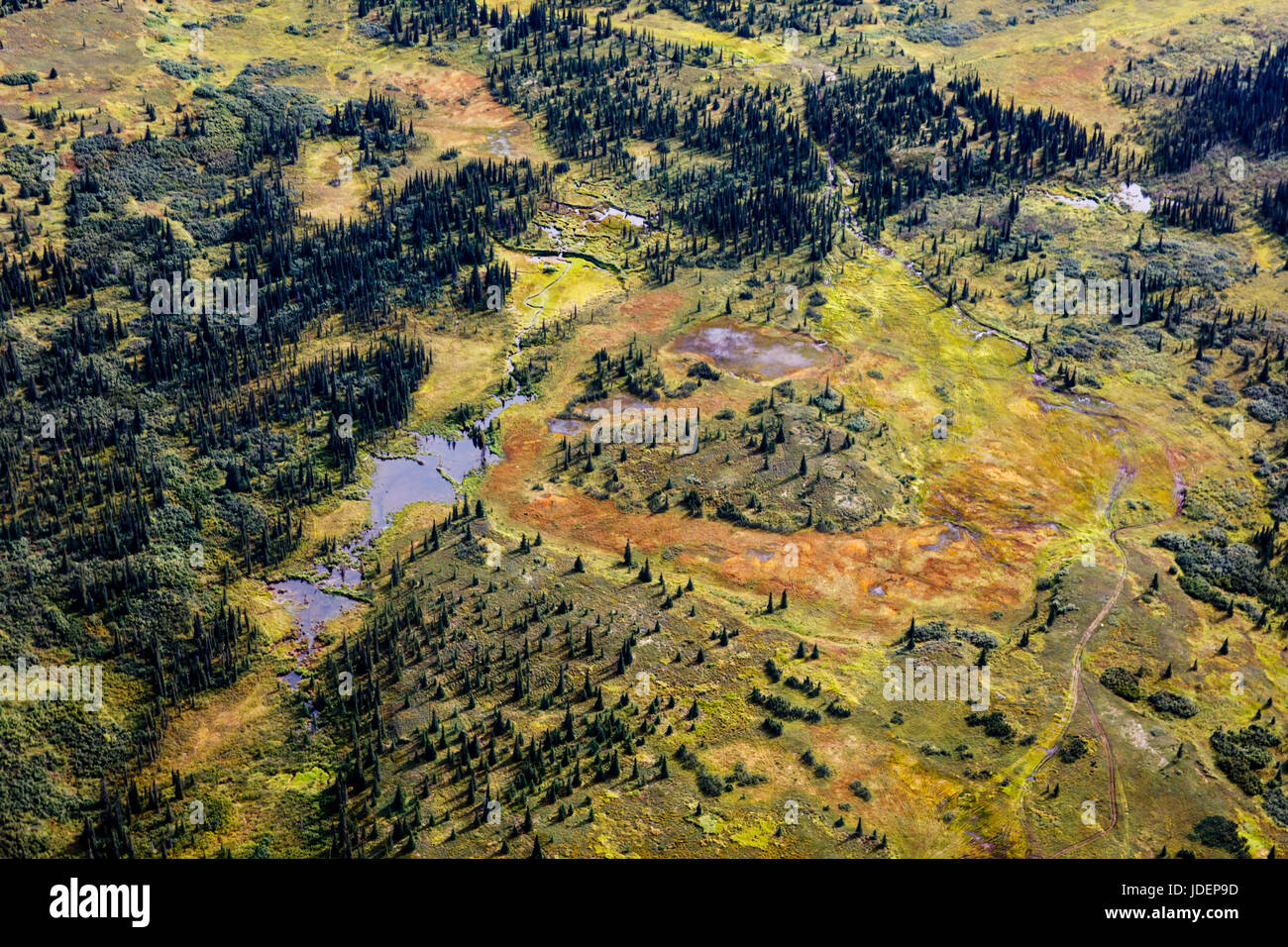 Aerial view of pine tree forests, lakes, and tundra in Alaska Stock ...