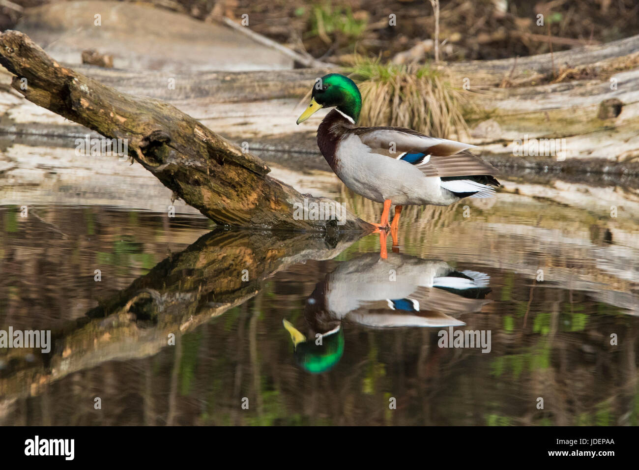 Mallard flight landing pair hi-res stock photography and images - Alamy