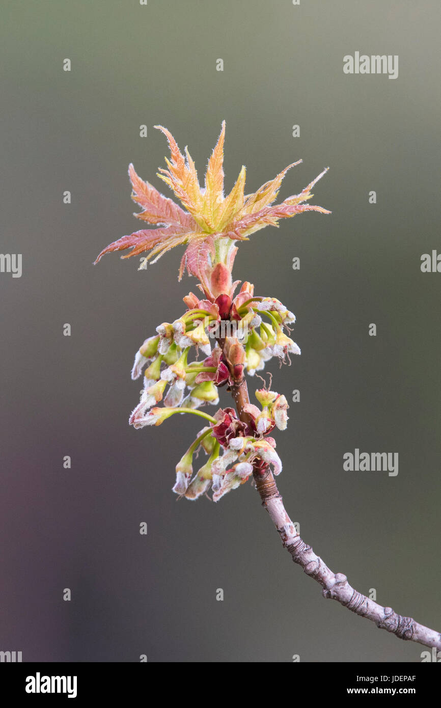 Field maple buds hi-res stock photography and images - Alamy